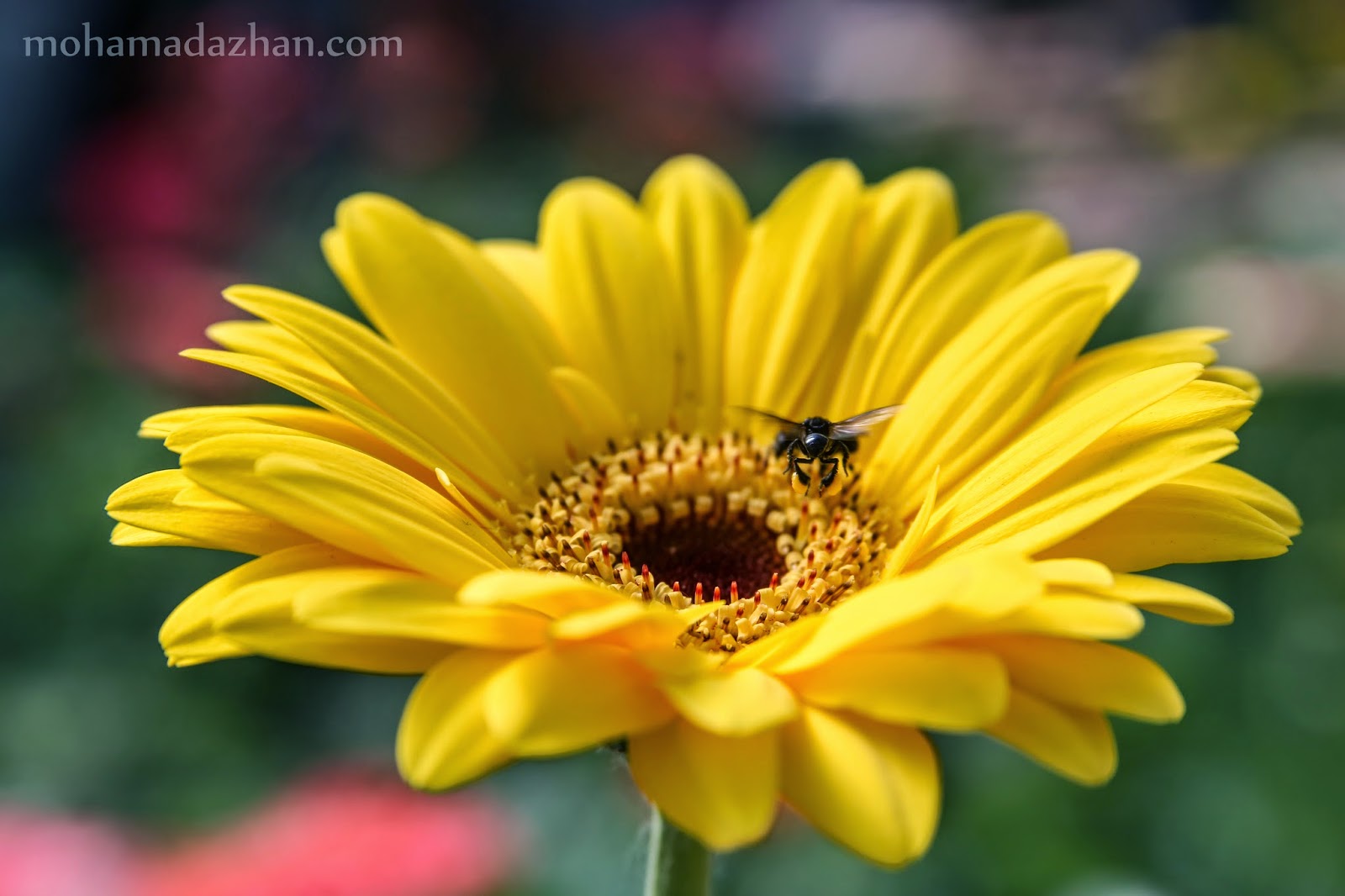 mohamadazhan.com: Flower Photography | Fotografi Bunga | Bunga dan Lebah