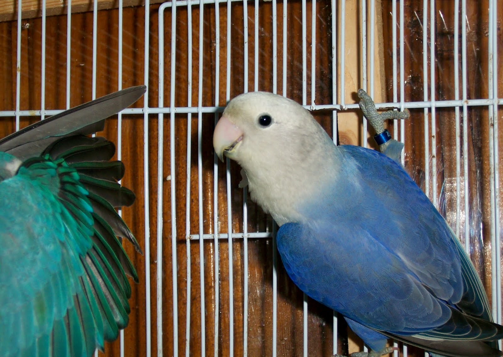 Paraiso dos Agapornis: Agapornis Roseicollis