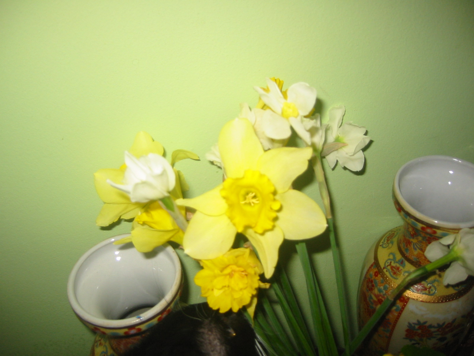 Blog de fotografii: Fotografii cu narcise