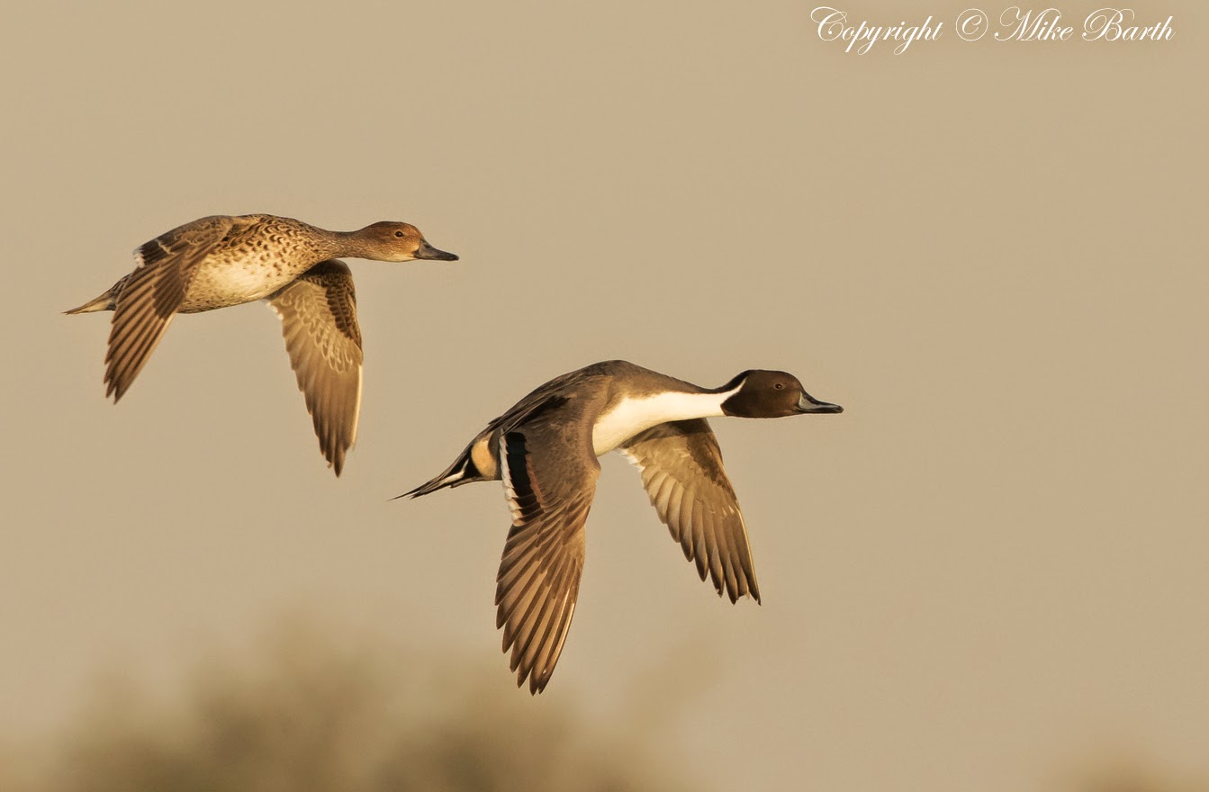 Desert Ducks | Focusing on Wildlife