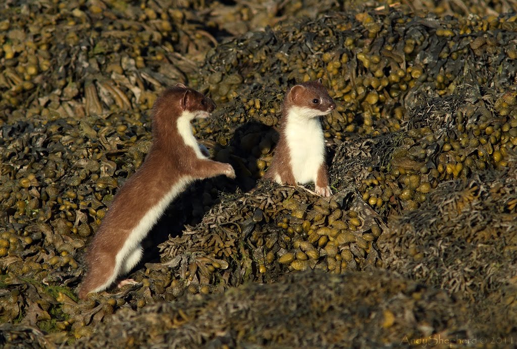 Andy Shepherd Wildlife Photography: Wonderful Stoats