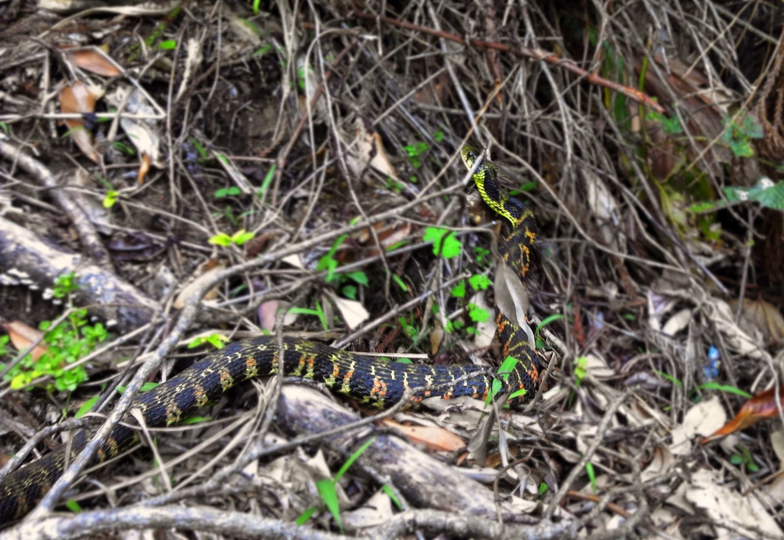 Yakushima Life: Snakes in Yakushima