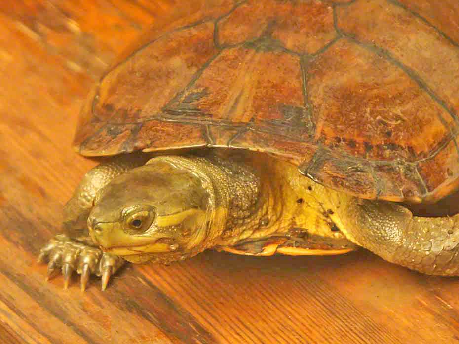 Ryukyu Life: Endangered Species Images: The Yellow Pond Turtle