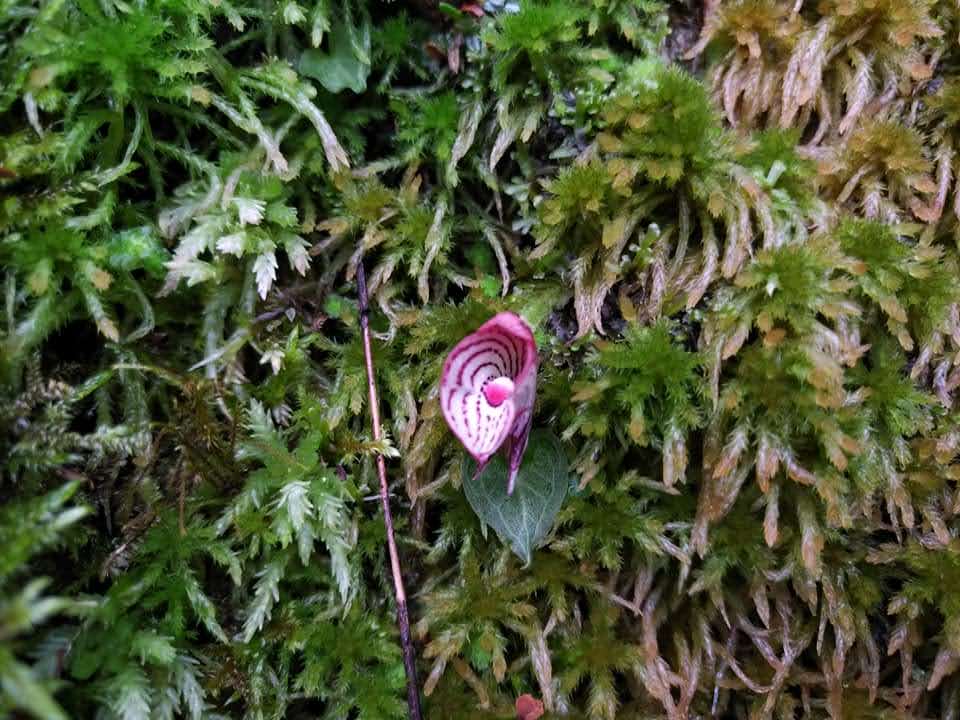 Corybas himalaicus