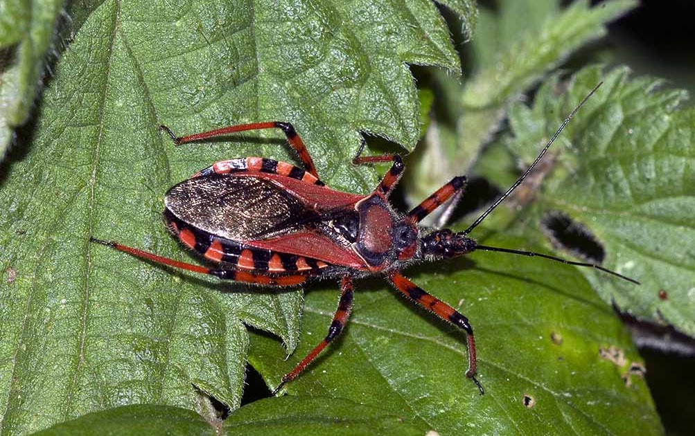 ORDENES DE LOS INSECTOS