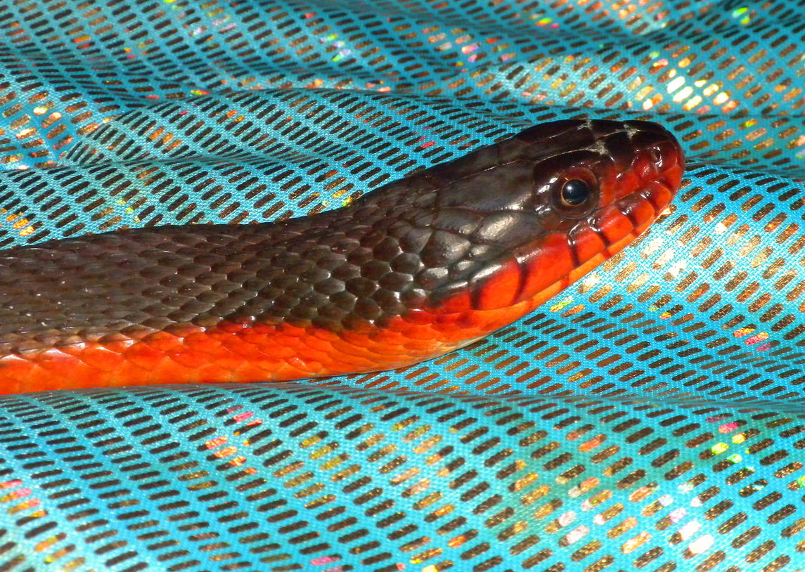 Our Beautiful World: Beautiful red snakes