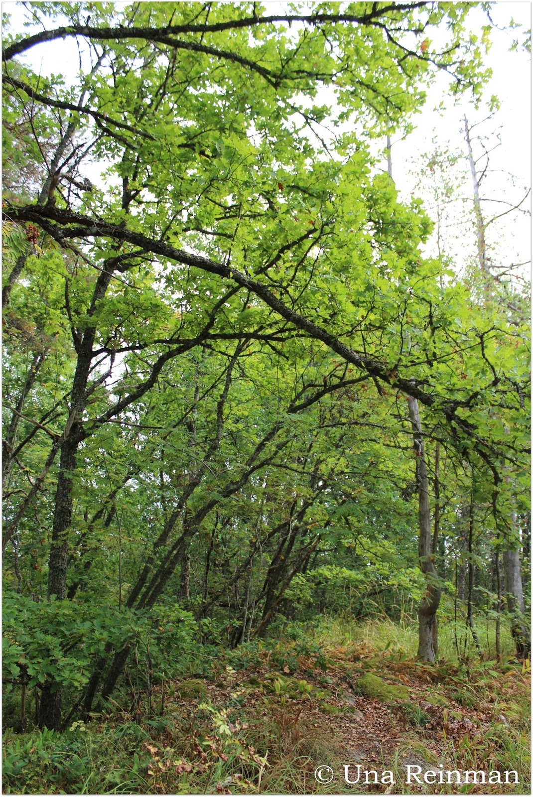 Hallatar-blogi : Suomen kaunein puu