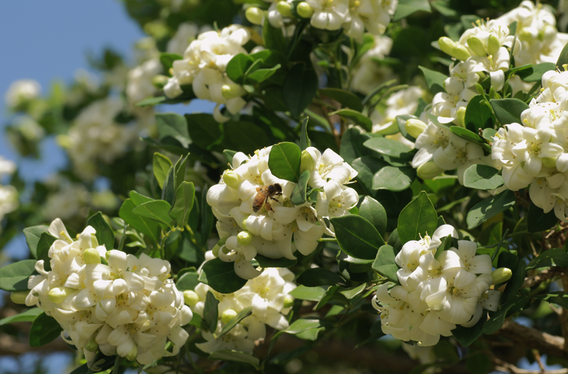 Flower Dictionary: Orange Jasmine
