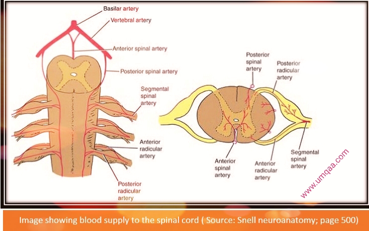 Spinal Cord Blood Flow