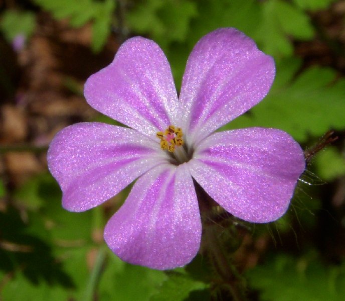 Hiker Tom in the Columbia Gorge