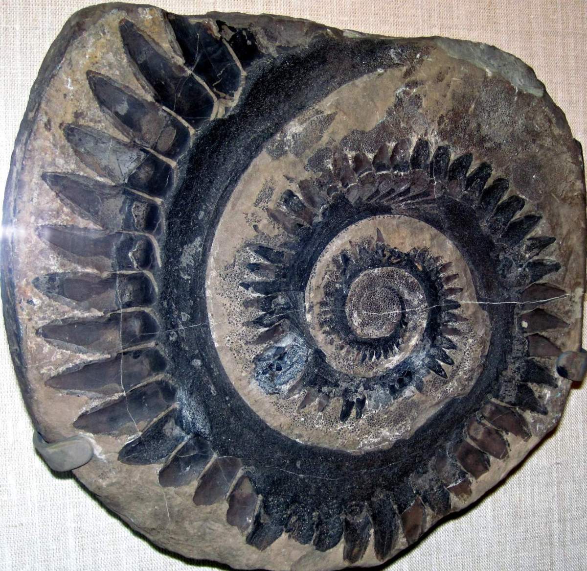 The Helicoprion Was A Shark With A Buzzsaw In Its Mouth - Geology In