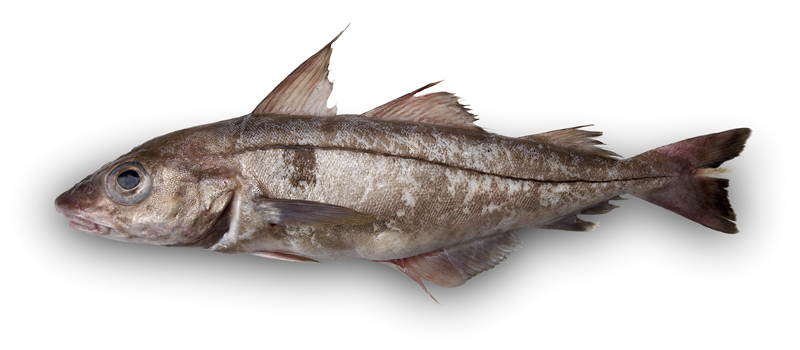 Haddock - Fishes
