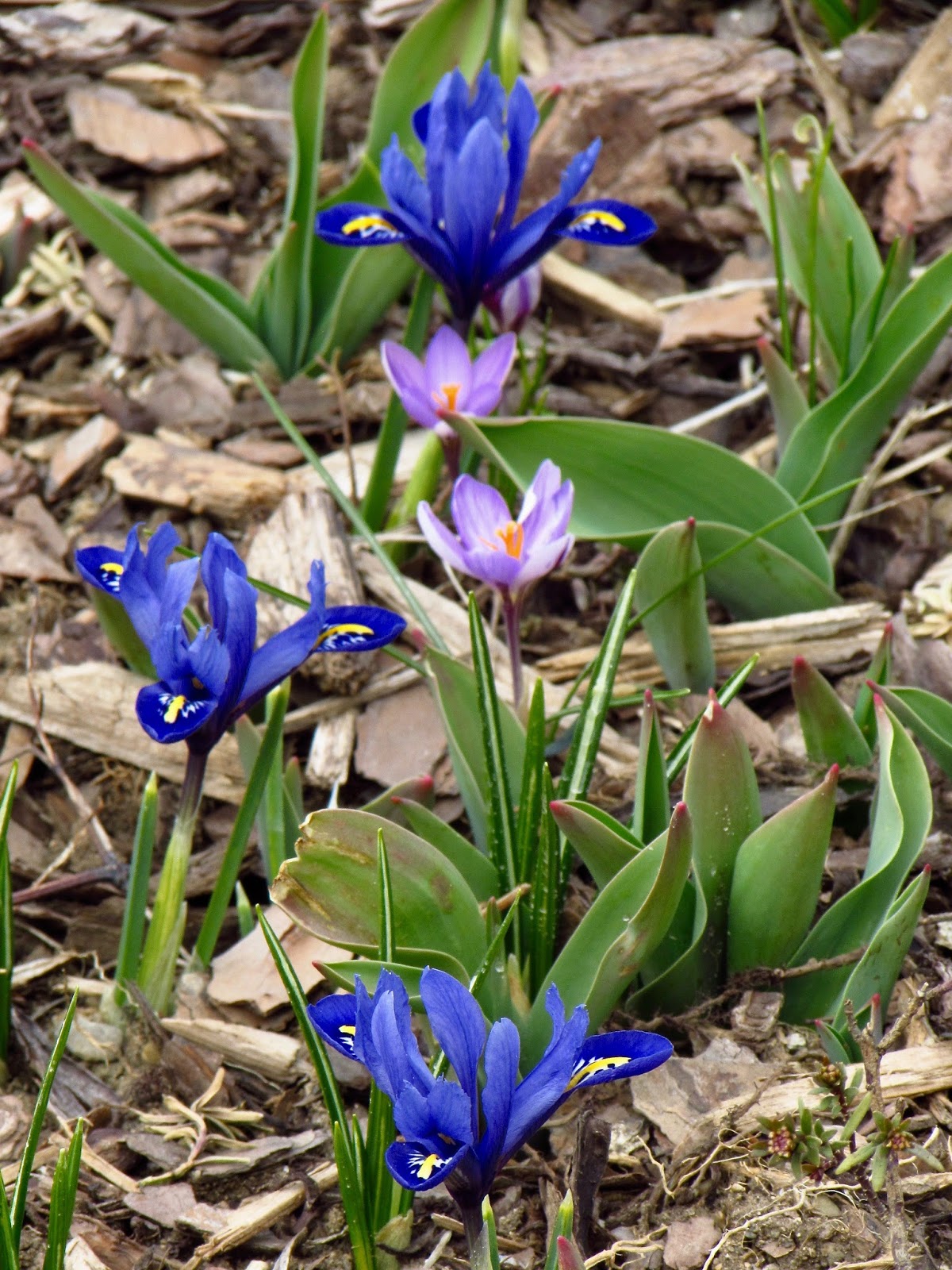 Life In Robin's Nest: Marching into Spring
