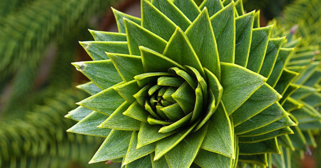 UFSB & EU: Uma nova História: Fractais