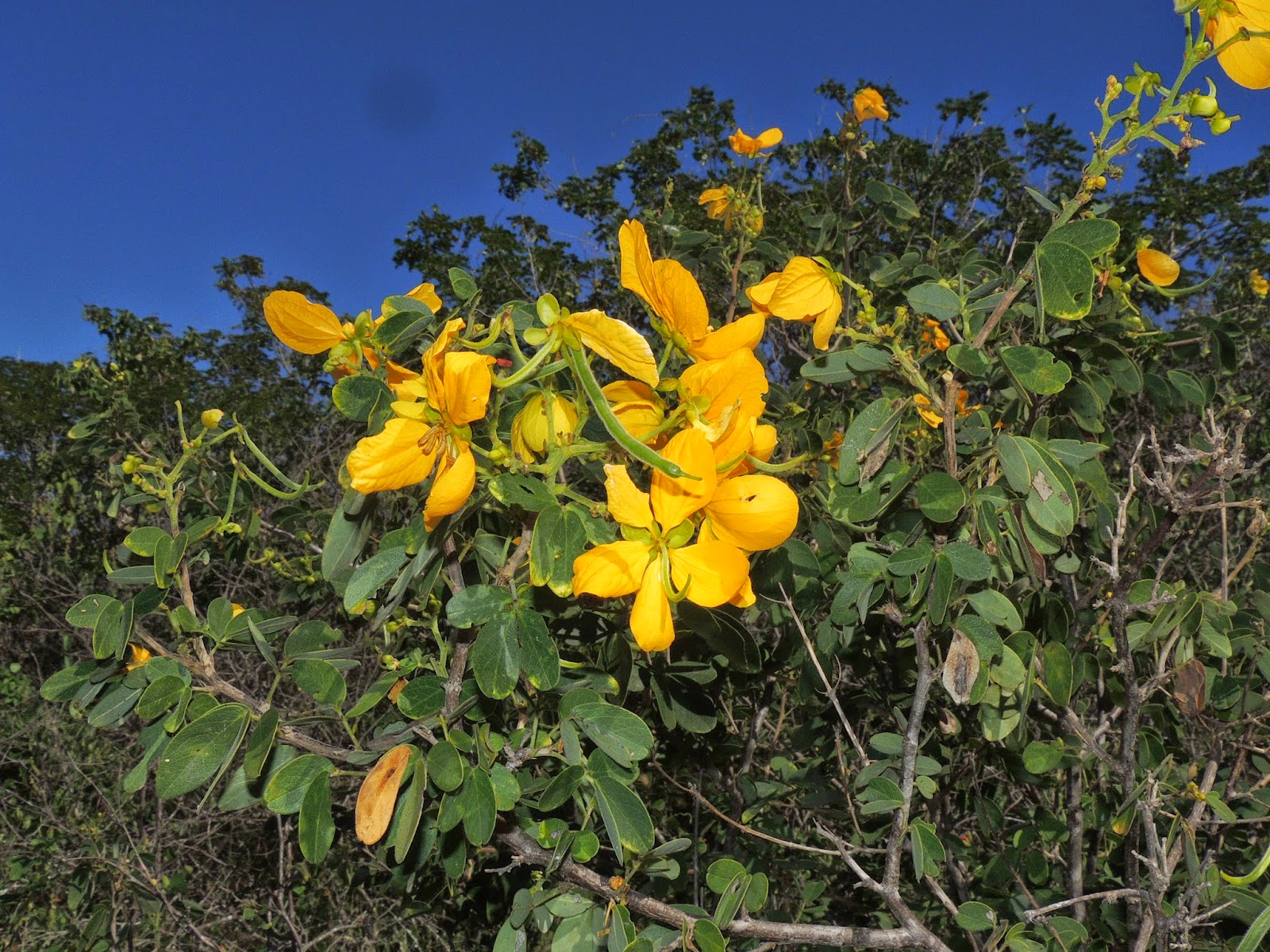Fabaceae - Leguminosae no Brasil: Fabaceae - Senna macranthera (DC. ex ...