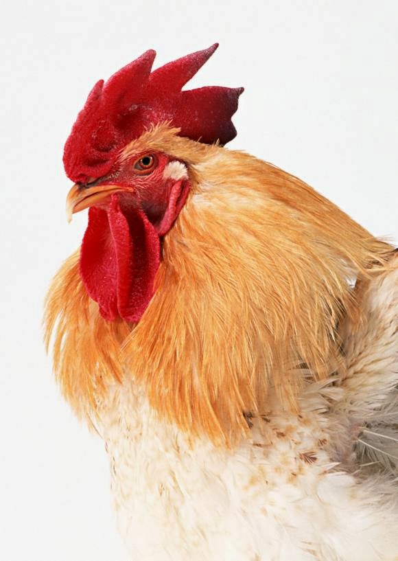 21 Gambar Ayam Stock Photo High Resolution