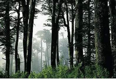 Alfredo Hantsch: bosques nativos , tesoros de Chile y el mundo