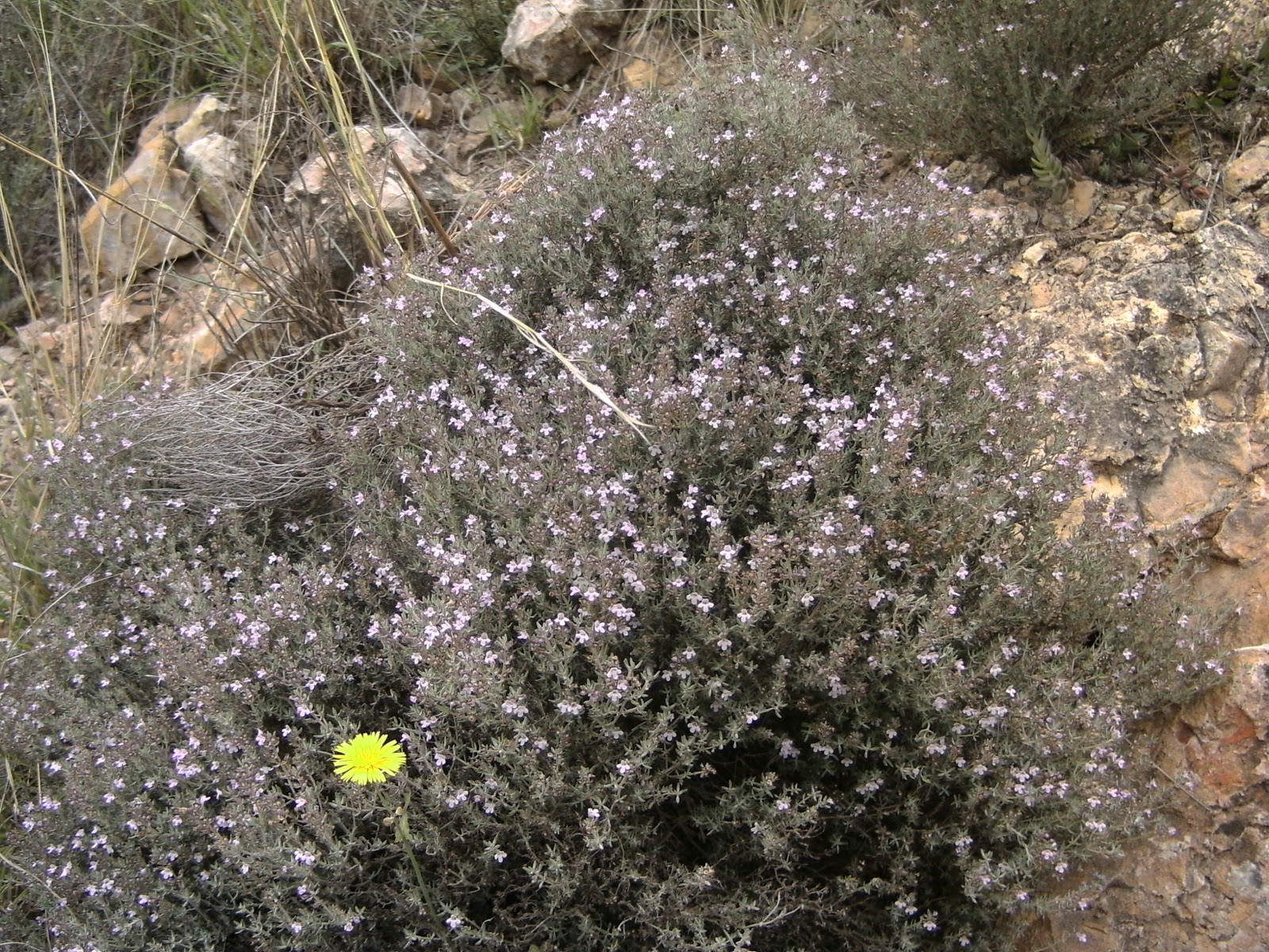 naturconsejos: TOMILLO (Thymus vulgaris)