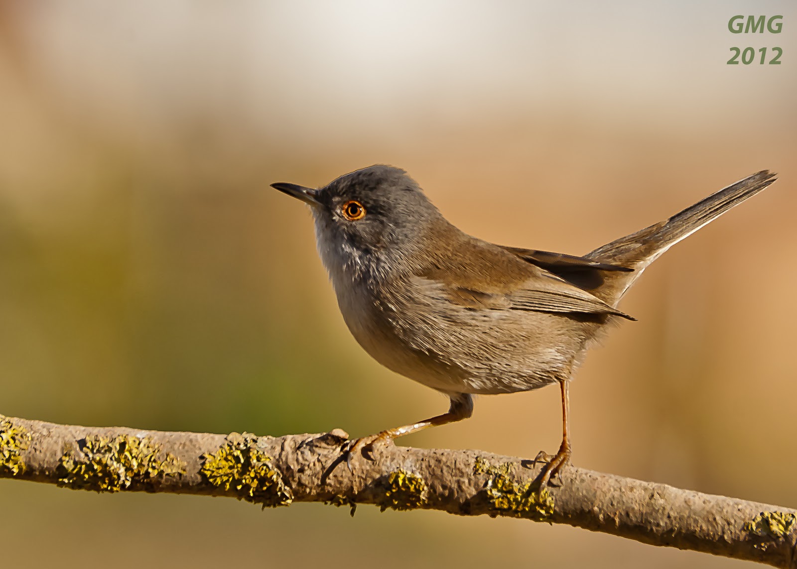Fotografía de Naturaleza : Curruca cabecinegra hembra (Sylvia ...