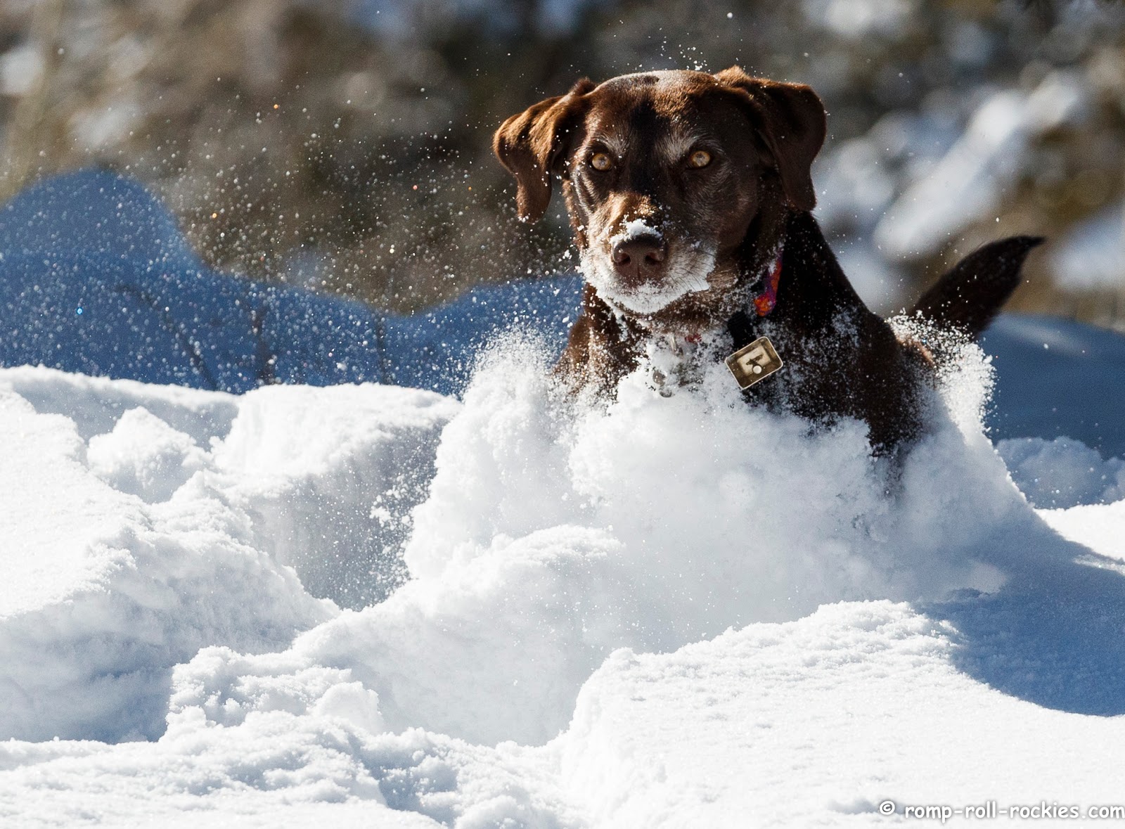 Romping and Rolling in the Rockies: Snow Dog