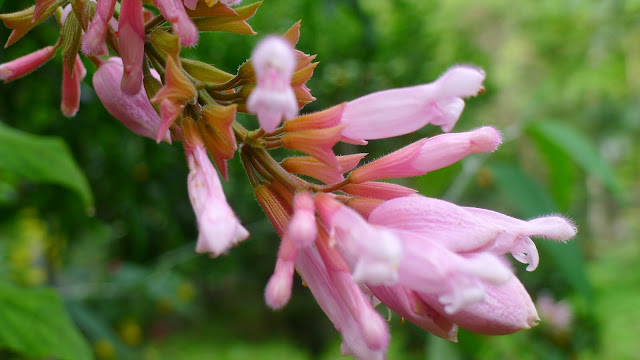 Lavender and Vanilla; Friends of the Gardens: Some of my Salvias ...