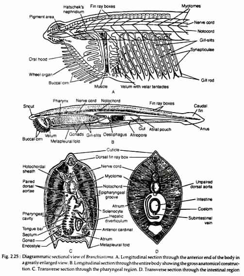 Digestive System of Amphioxus