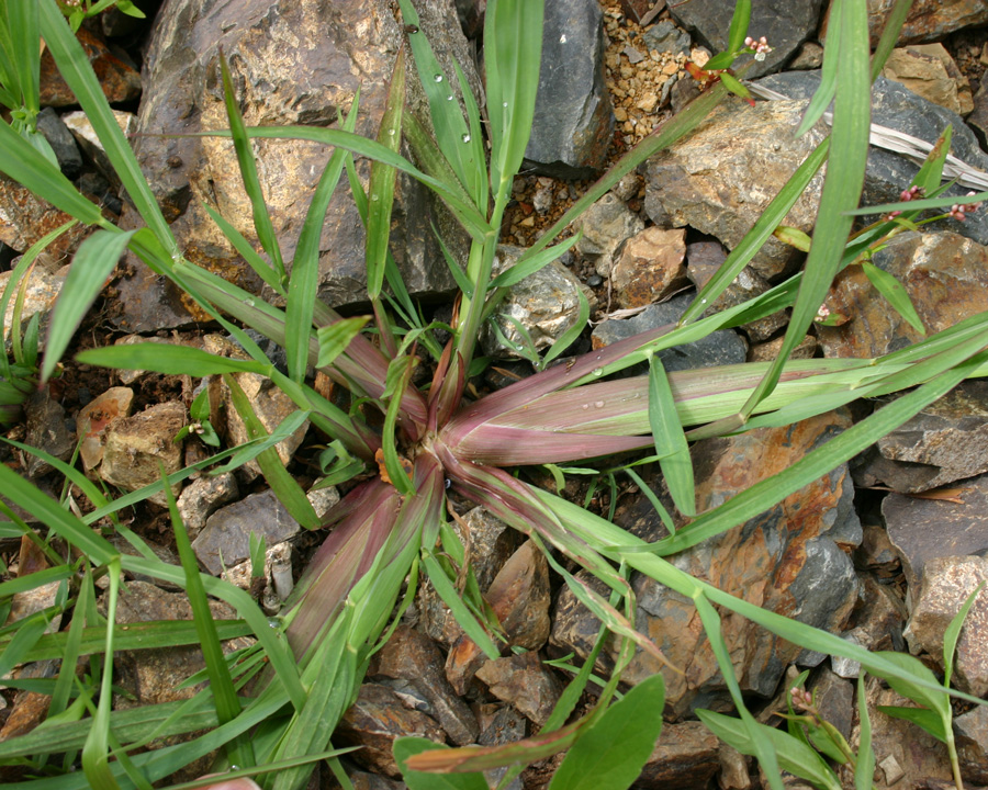 Heet Nieuws!: Een rijstnabootsend onkruid