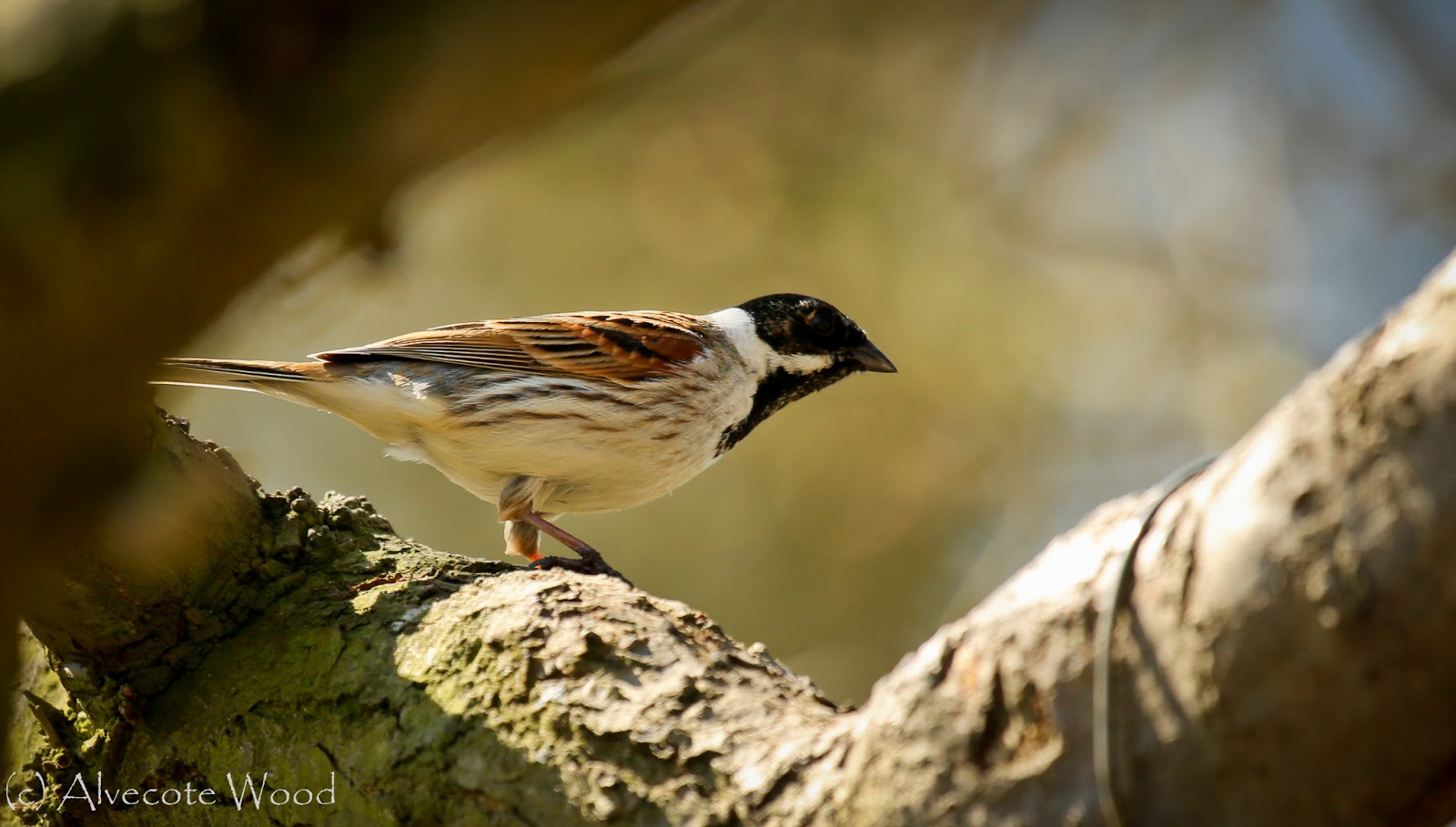 Bird Photography using a Chair Hide – Alvecote Wood