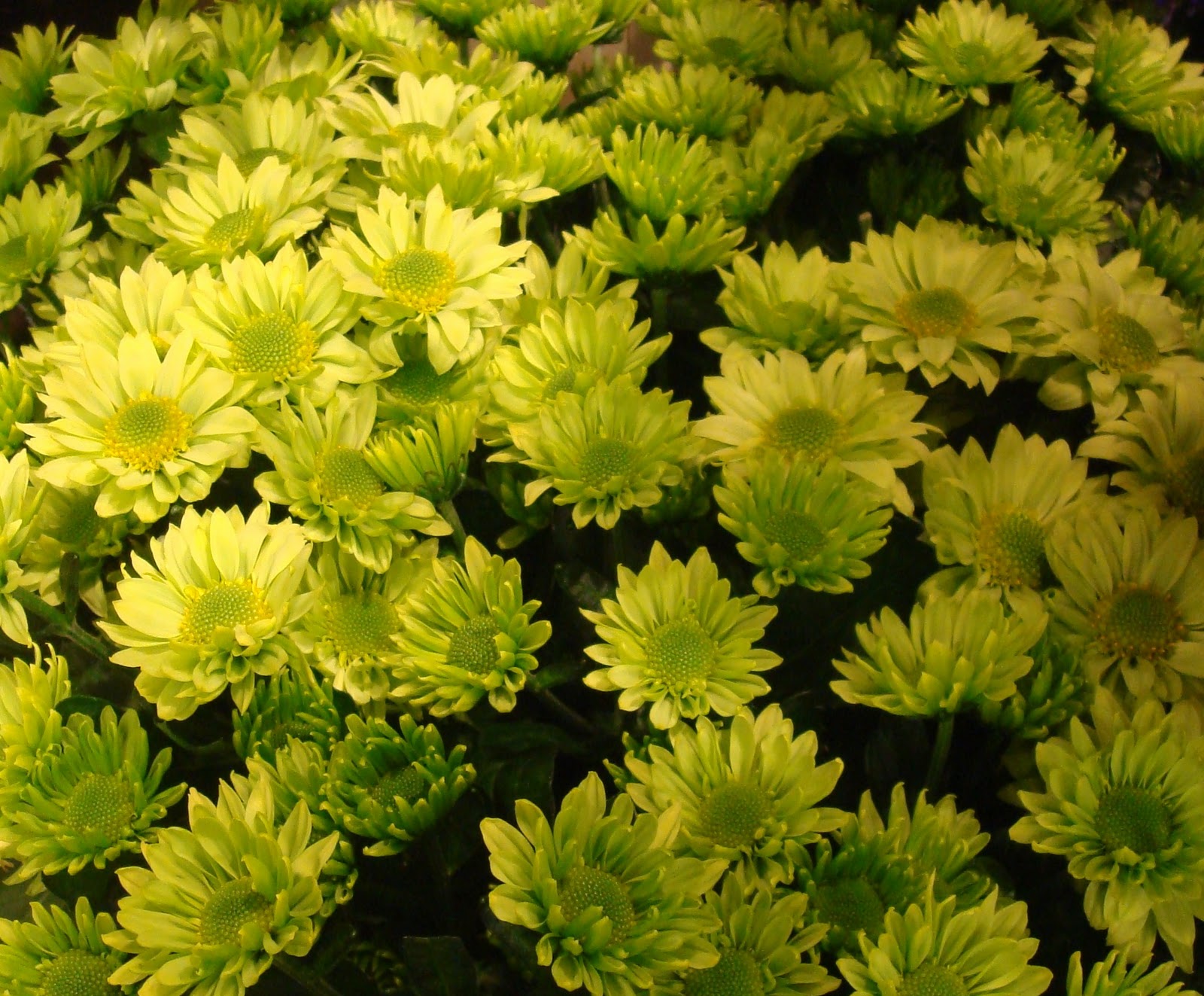 Fleuriste Isabelle Feuvrier: Deux nouvelles variétés de fleurs vertes ...