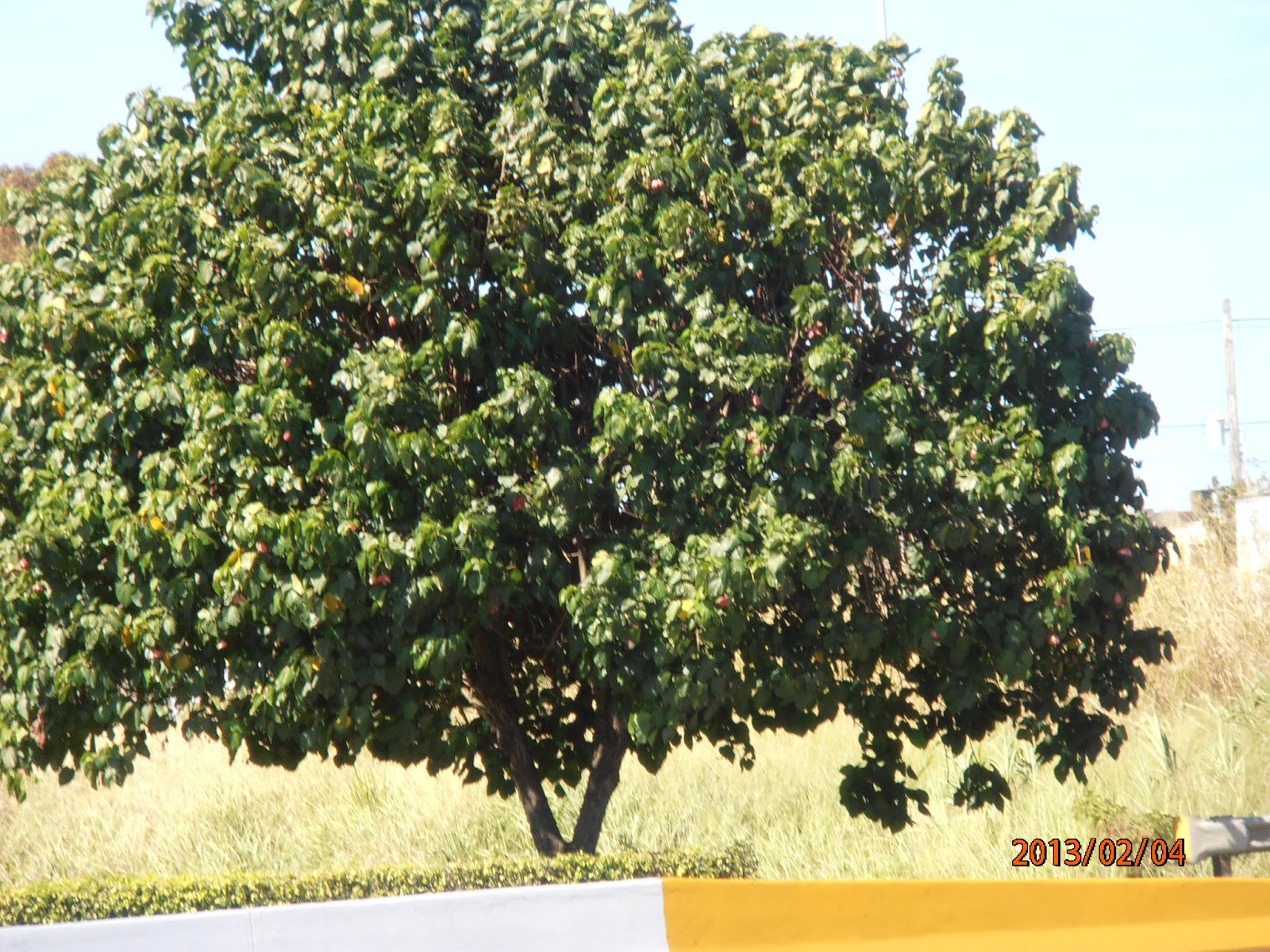Flora de Puerto Rico Ilustrada Papo Vives: MALVACEAE Thespesia ...