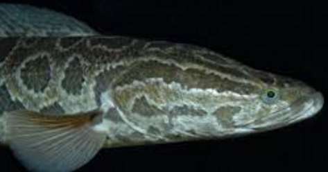 Cara Pemijahan Ikan Gabus Yang Benar - PENYULUH