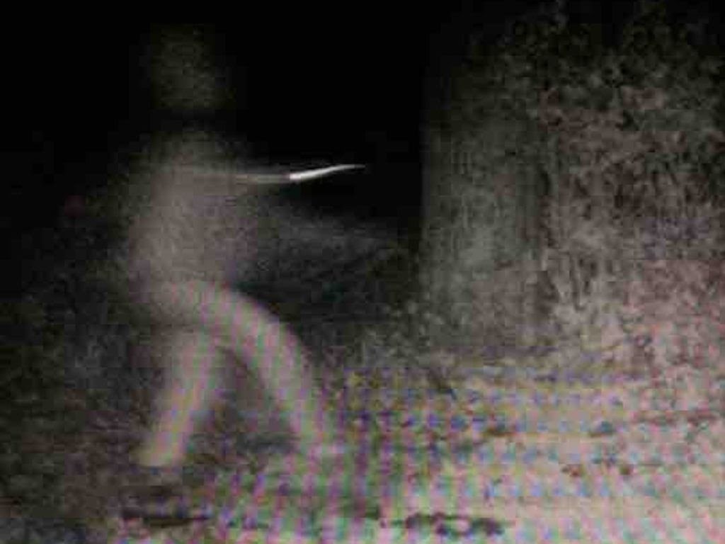 More Creepy Trail Cam Photos | The Unseen World