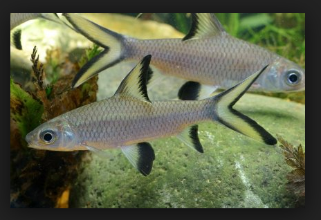 All Freshwater Species, Bala Shark Species Profile - Magazine Fish