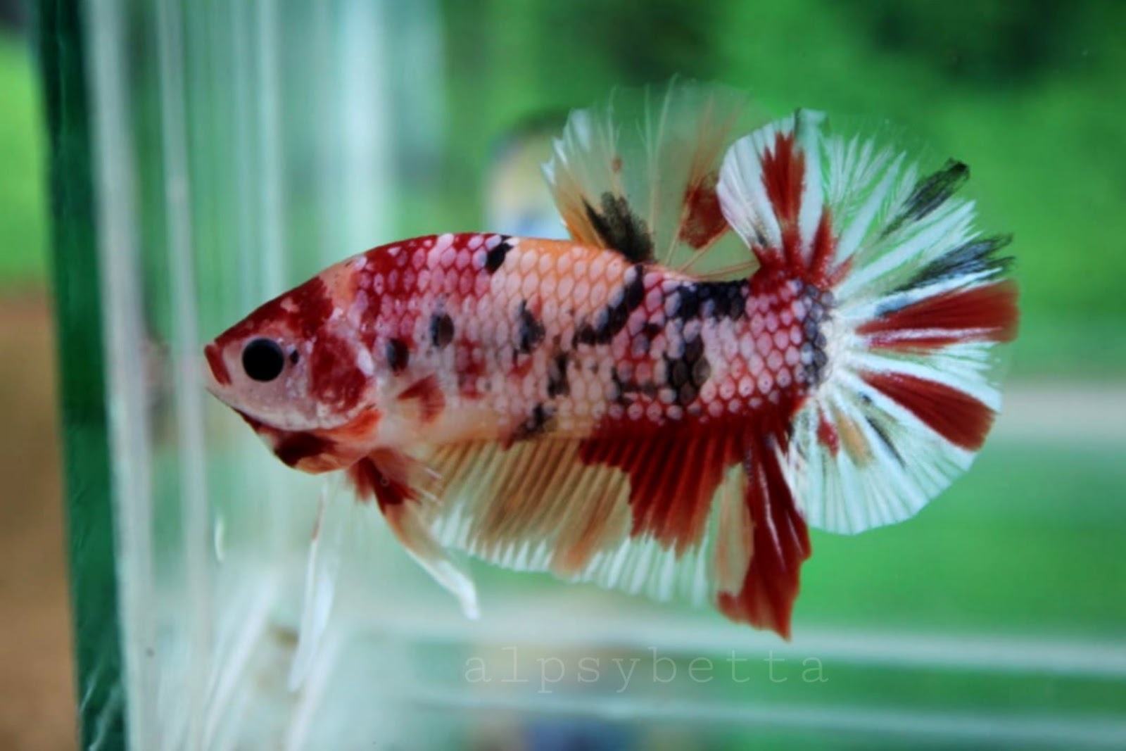 Nemo Candy ~ ALPSY BETTA GALLERY