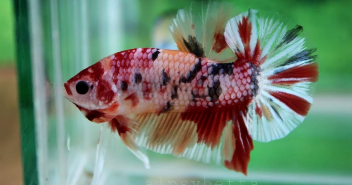 Nemo Candy ~ ALPSY BETTA GALLERY