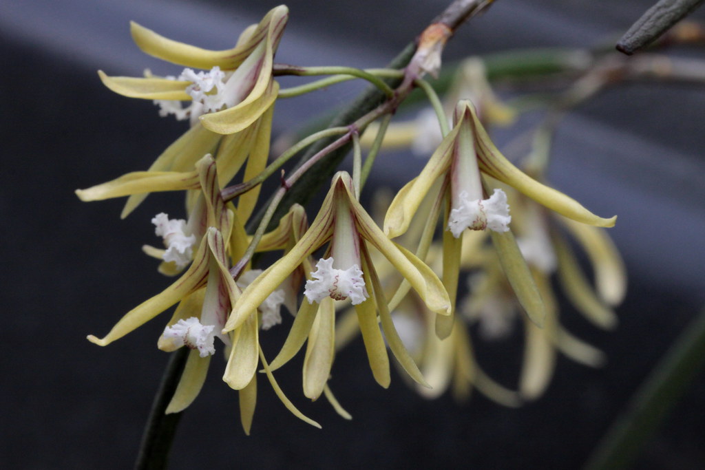 Dockrillia orchid plant care and culture | Travaldo's blog