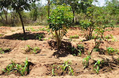 LAND RECLAMATION, GULLY HEALING AND TREE PLANTING TO INCREASE SOIL ...