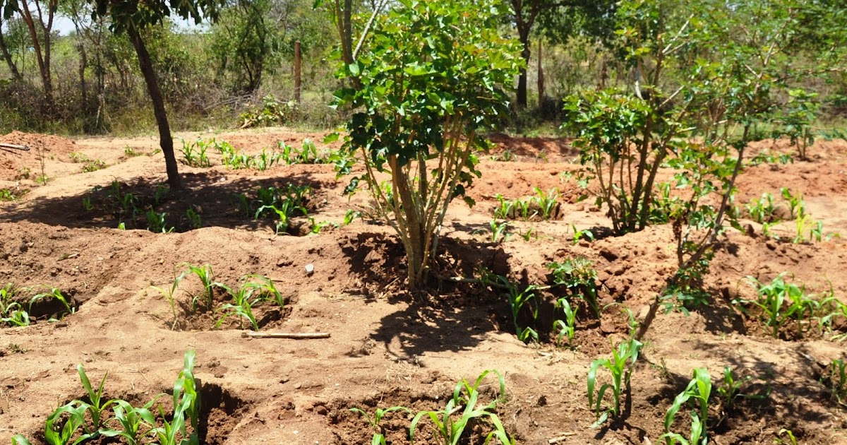 LAND RECLAMATION, GULLY HEALING AND TREE PLANTING TO INCREASE SOIL ...