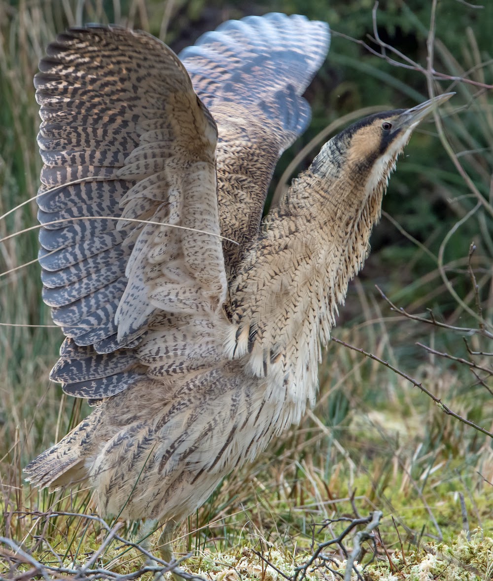 GeekTeacher's Birding Scrapbook: Boom! - Bittern at Mere Sands Wood