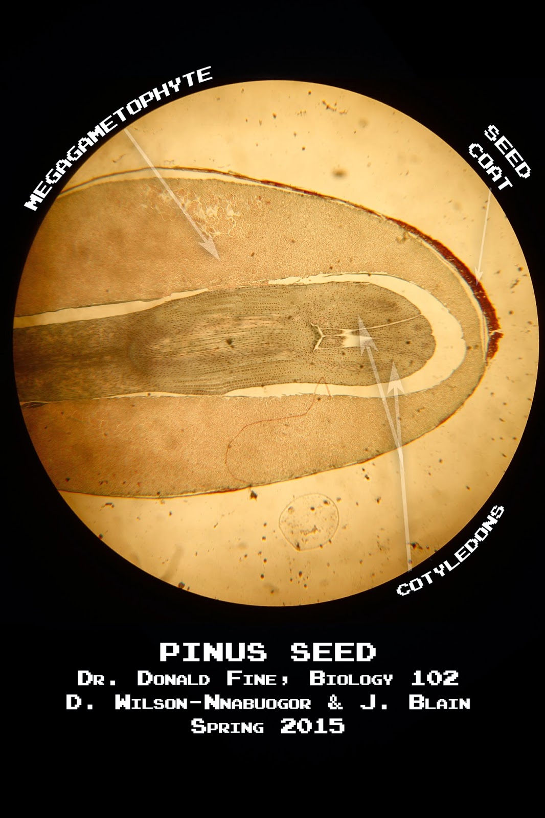 The Bio Inq.: Pinus Cone Fertilization & Pinus Cone Seedling