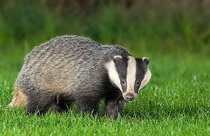 Flora y Fauna de las Sierras de Jaén: TEJON