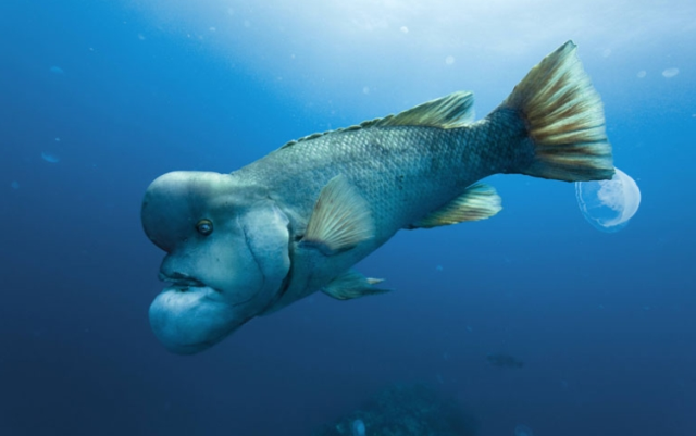 Weird Unique Fish Photo Collections | all about photo