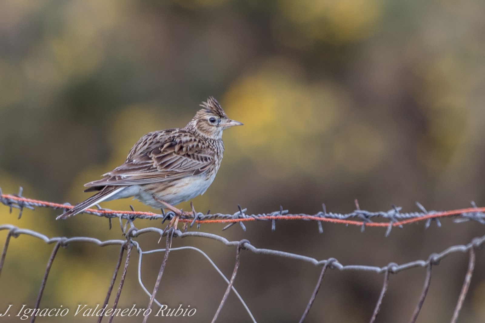 DocNatureBlog: El ave que no para de cantar en sus increíbles ascensos ...
