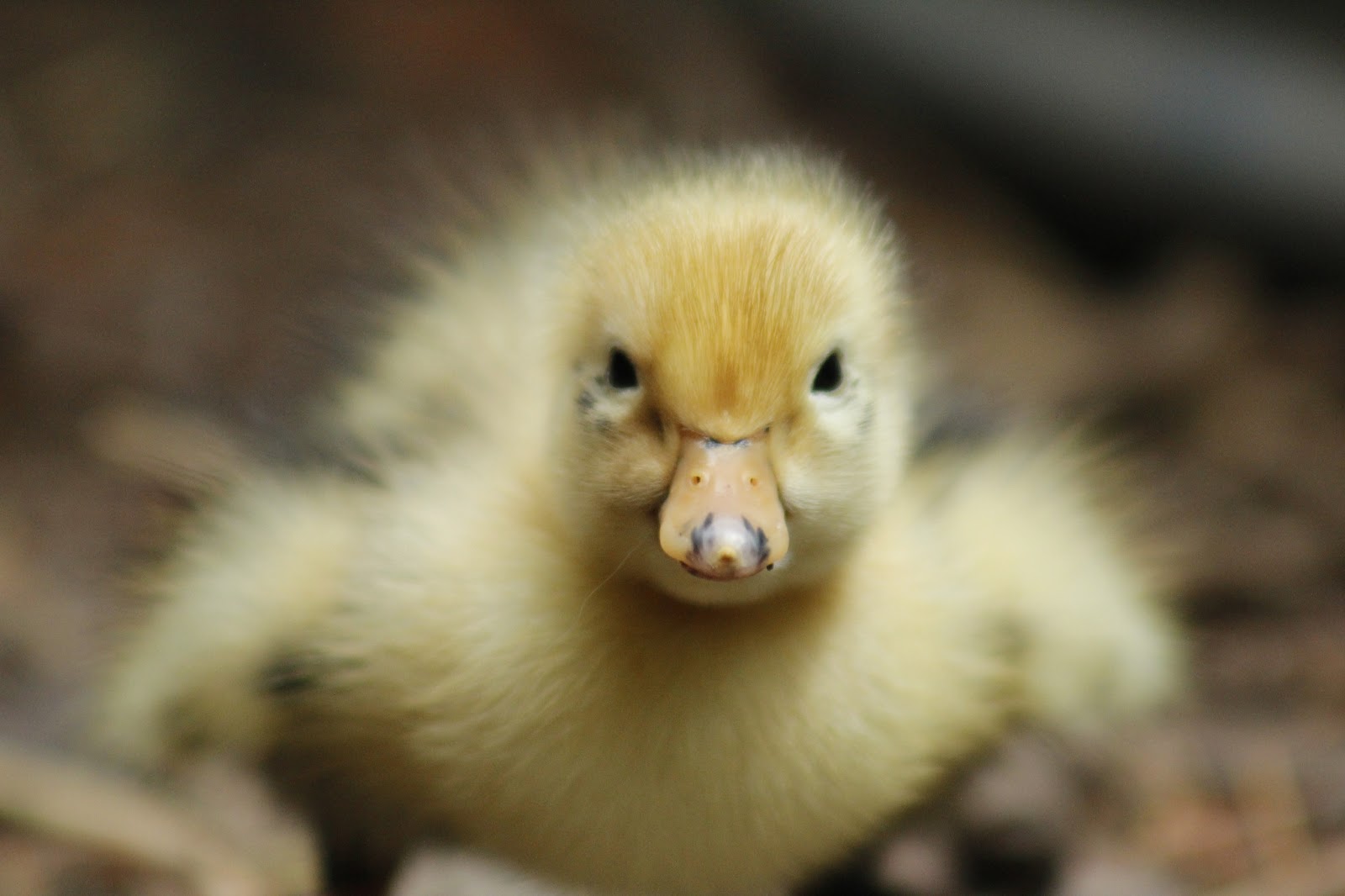 Mama Gone Green: We Have Ducklings!