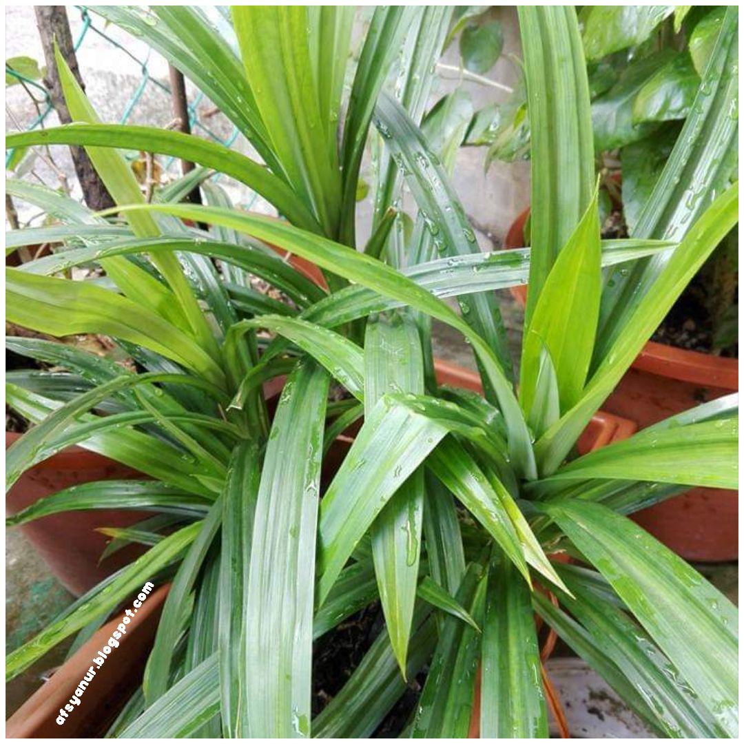 Afsyanur.com: Pokok pandan