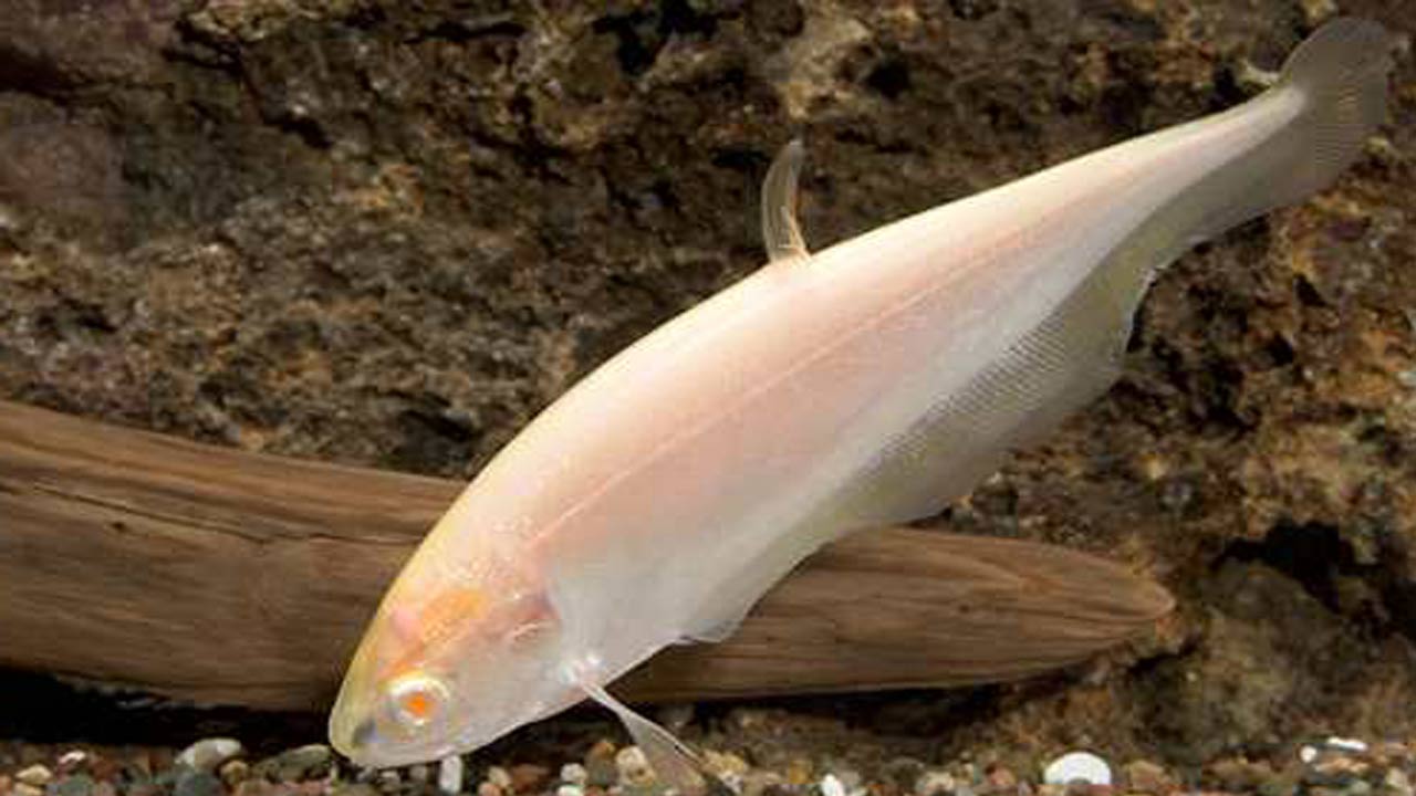 Black Ghost Ikan Hias Air Tawar Pemalu Penghasil Listrik | Nama, Gambar ...