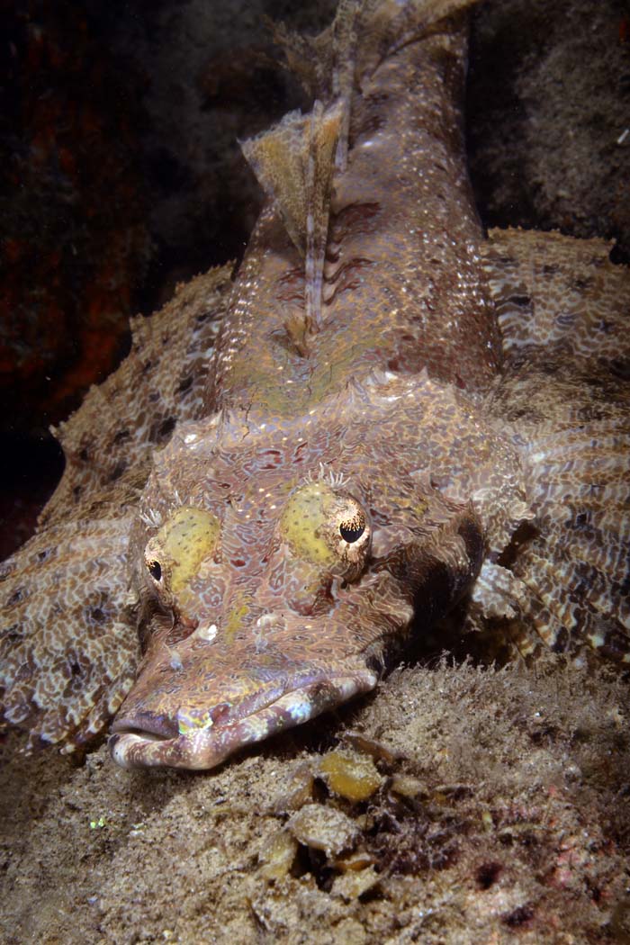Savannah: The Elusive Mandarin Fish