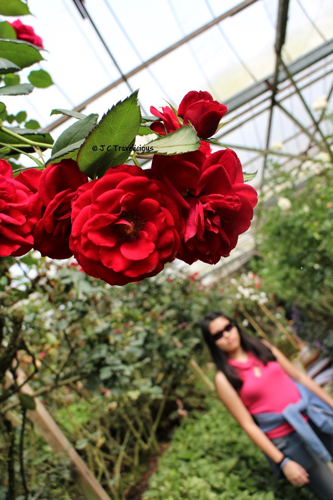 J C Travelicious: Rose Valley @ Cameron Highlands, Pahang