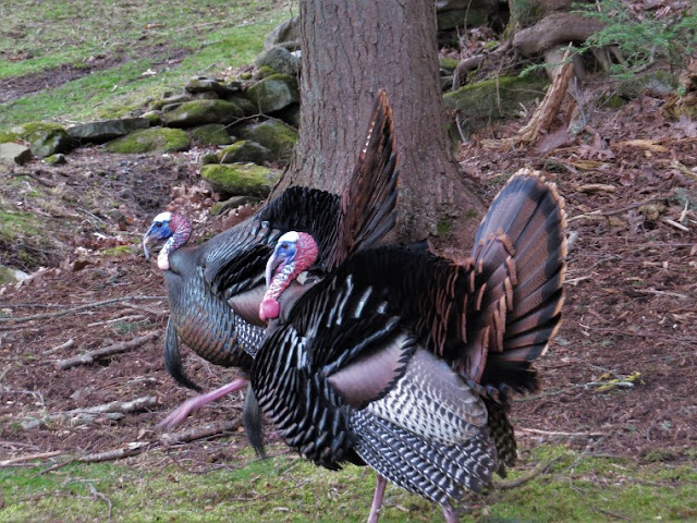 The Brownstone Birding Blog: Tail Of Two Turkeys