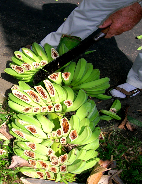 Banana Production Kit: Major Banana Diseases Caused by Bacteria